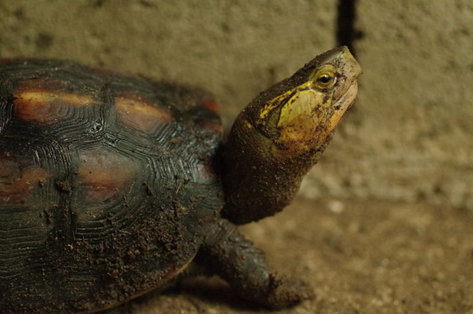 OKINAWA IKIMONO Lab | Yellow-margined Box Turtle